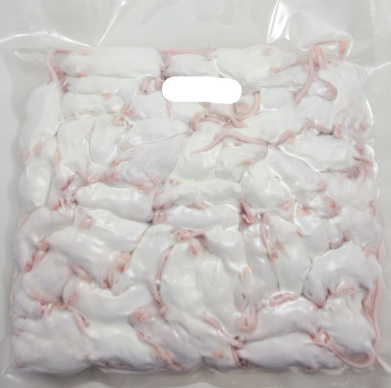 Frozen Hopper Mouse – Stingers Reptile Specialty