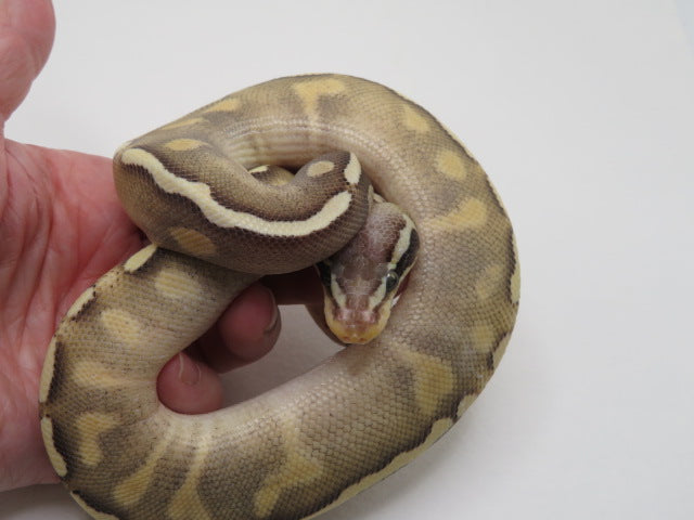 GHI Mojave Yellow Belly Pastel Ball Pythons Males D8/D2 – Stingers ...