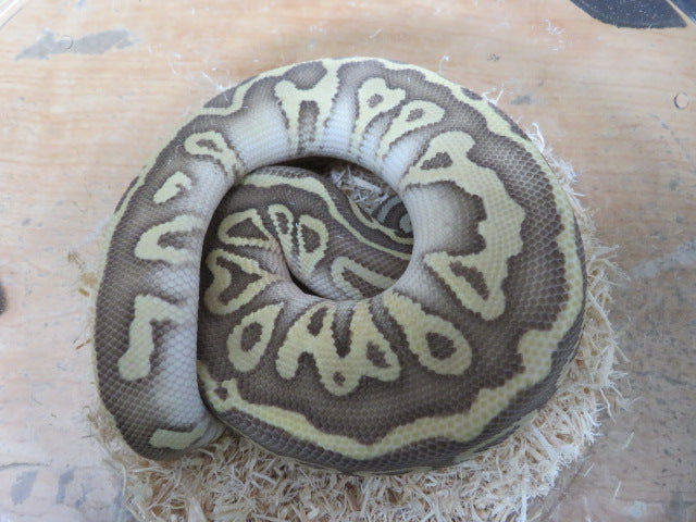 Super Pastel Leopard Ball Python A5 – Stingers Reptile Specialty