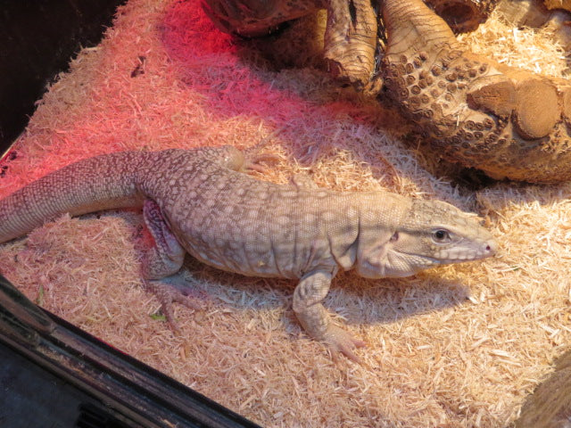 Anery Tegu – Stingers Reptile Specialty