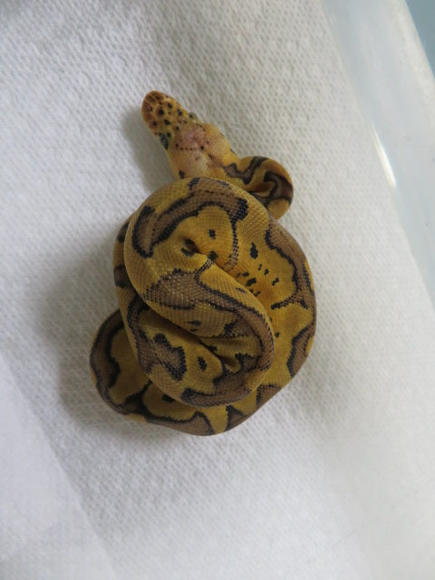 Killer Clown Ball Python D7/B11 – Stingers Reptile Specialty