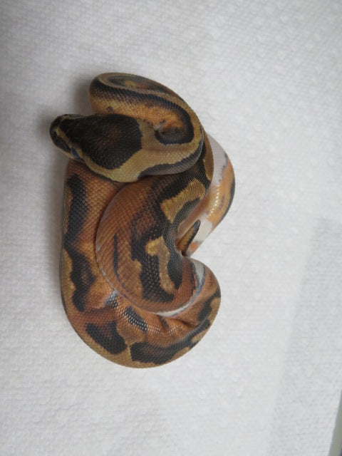 Fire Pied Ball Python aka Pyro Pied B12 – Stingers Reptile Specialty