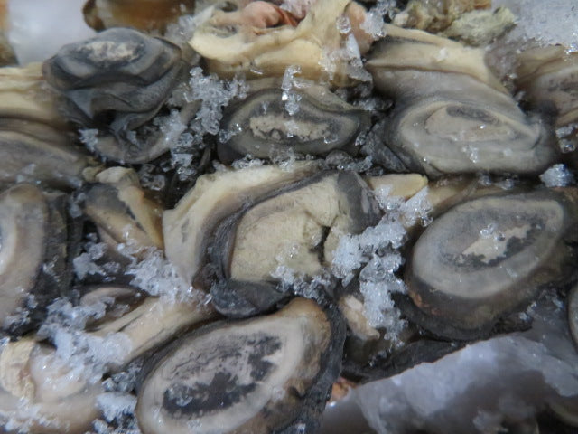 Frozen Snail Meat – Stingers Reptile Specialty