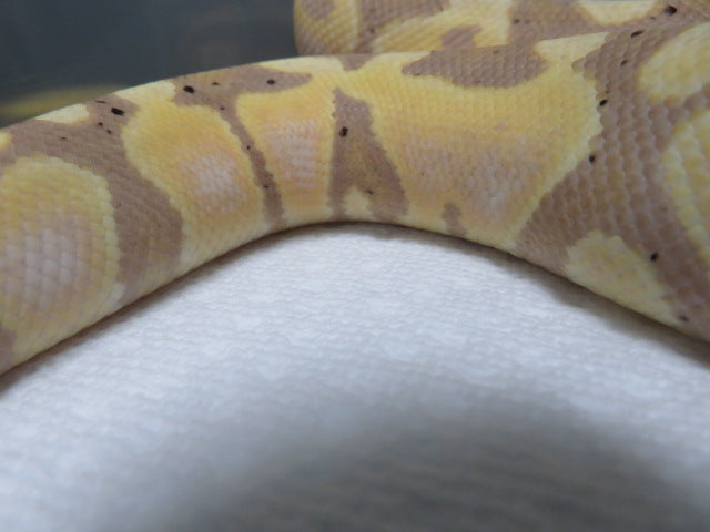 Banana Pastel Ball Python Female A2 – Stingers Reptile Specialty