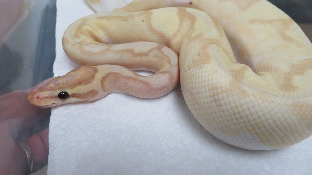 Banana Piebald Ball Python Male Rehome – Stingers Reptile Specialty